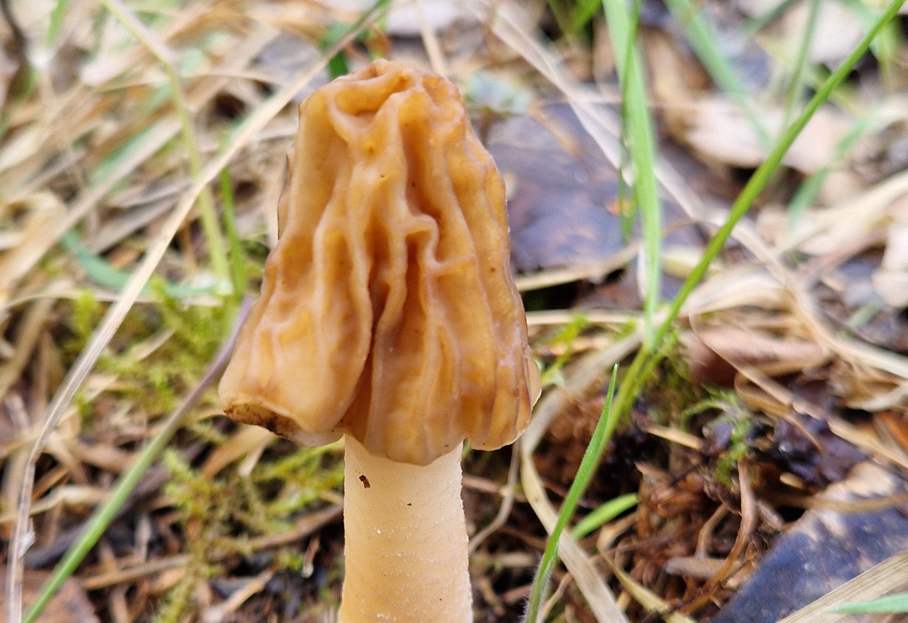 Valgomas? Nevalgomas? O gal saugomas? - Dzūkijos-Suvalkijos saugomų ...