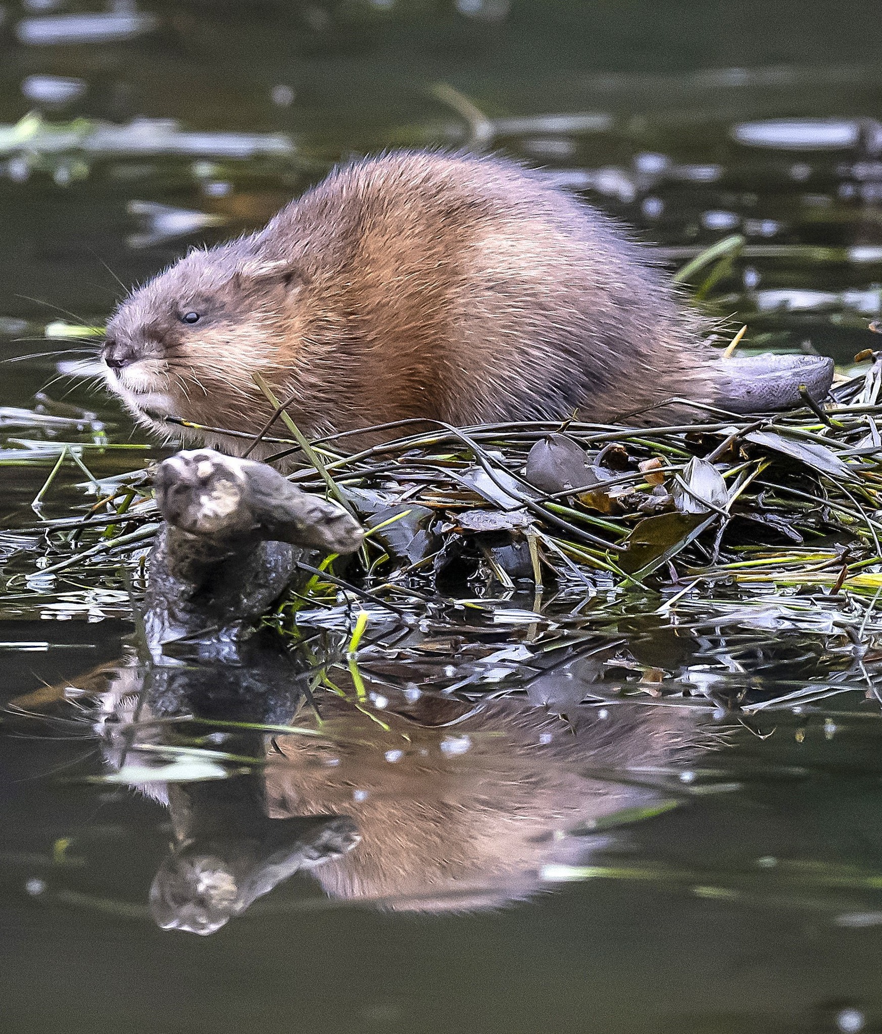 Ondatra: nors invazinė, bet nepavojinga - Dzūkijos-Suvalkijos saugomų ...